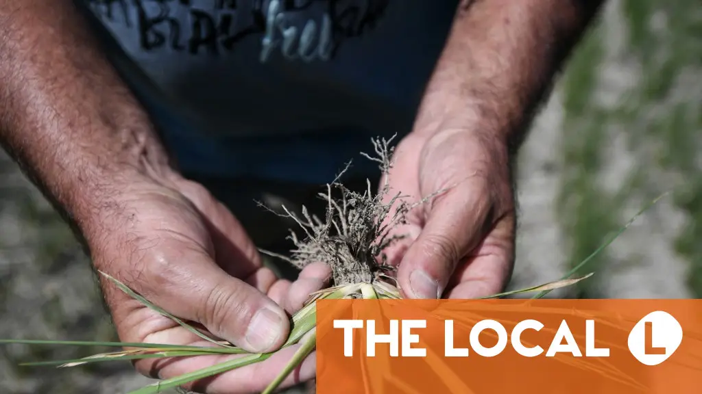 Italy's risotto rice fields decimated by worst drought in decades