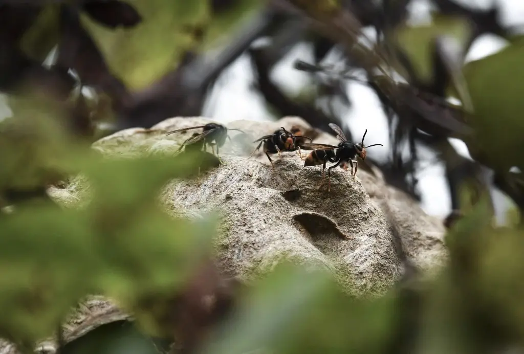 What to do if you find a bee, wasp or hornet nest on your French property