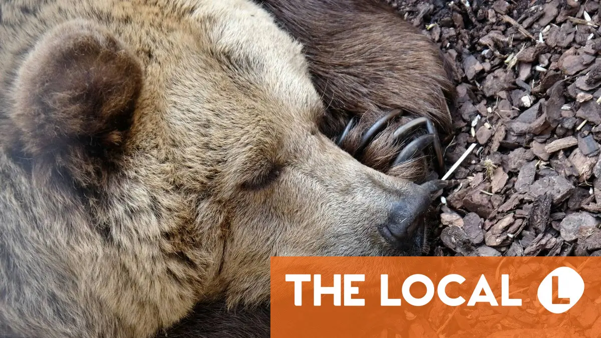 Why Sweden wants you to collect bear poo