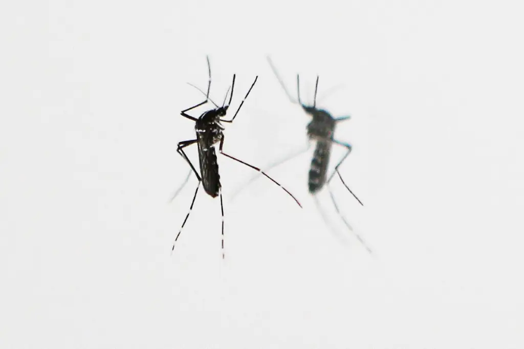 French health authorities warn of risk of 'epidemic' from mosquito ...