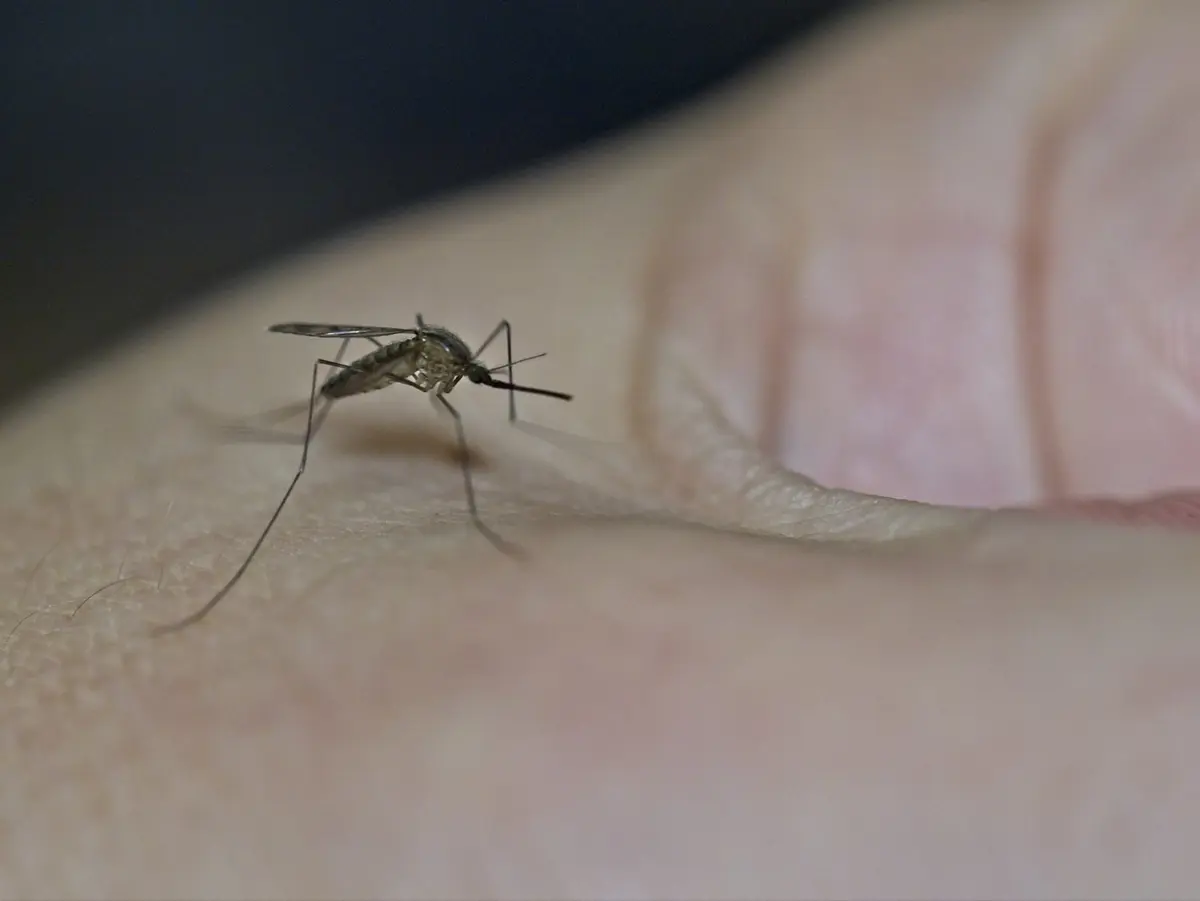 French authorities begin early anti-mosquito campaigns